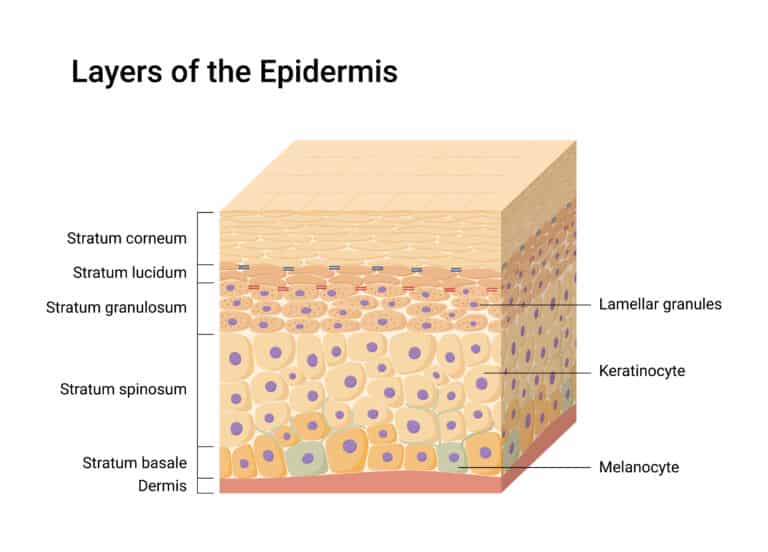 Lamellar Emulsions: How They Hydrate, Repair, and Mimic the Skin Barrier
